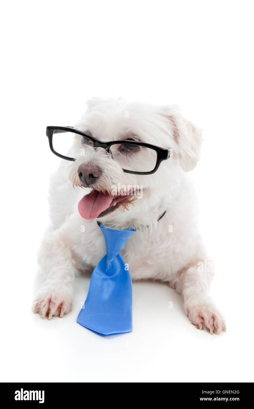 Dog wearing spectacles glasses Stock Photo - Alamy