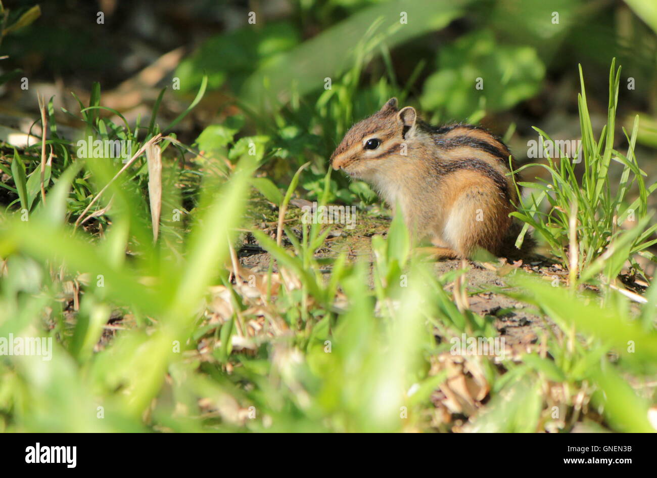 Ground chipmunk hi-res stock photography and images - Alamy