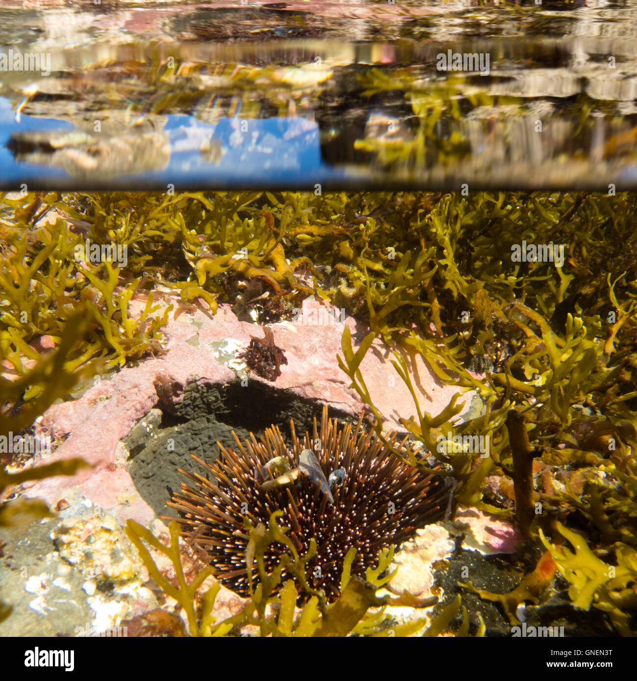 Half above water and half under water hi-res stock photography and ...