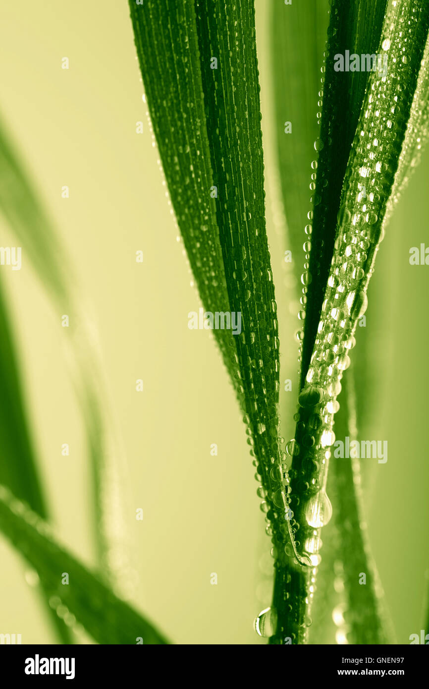 fresh wet grass background Stock Photo - Alamy