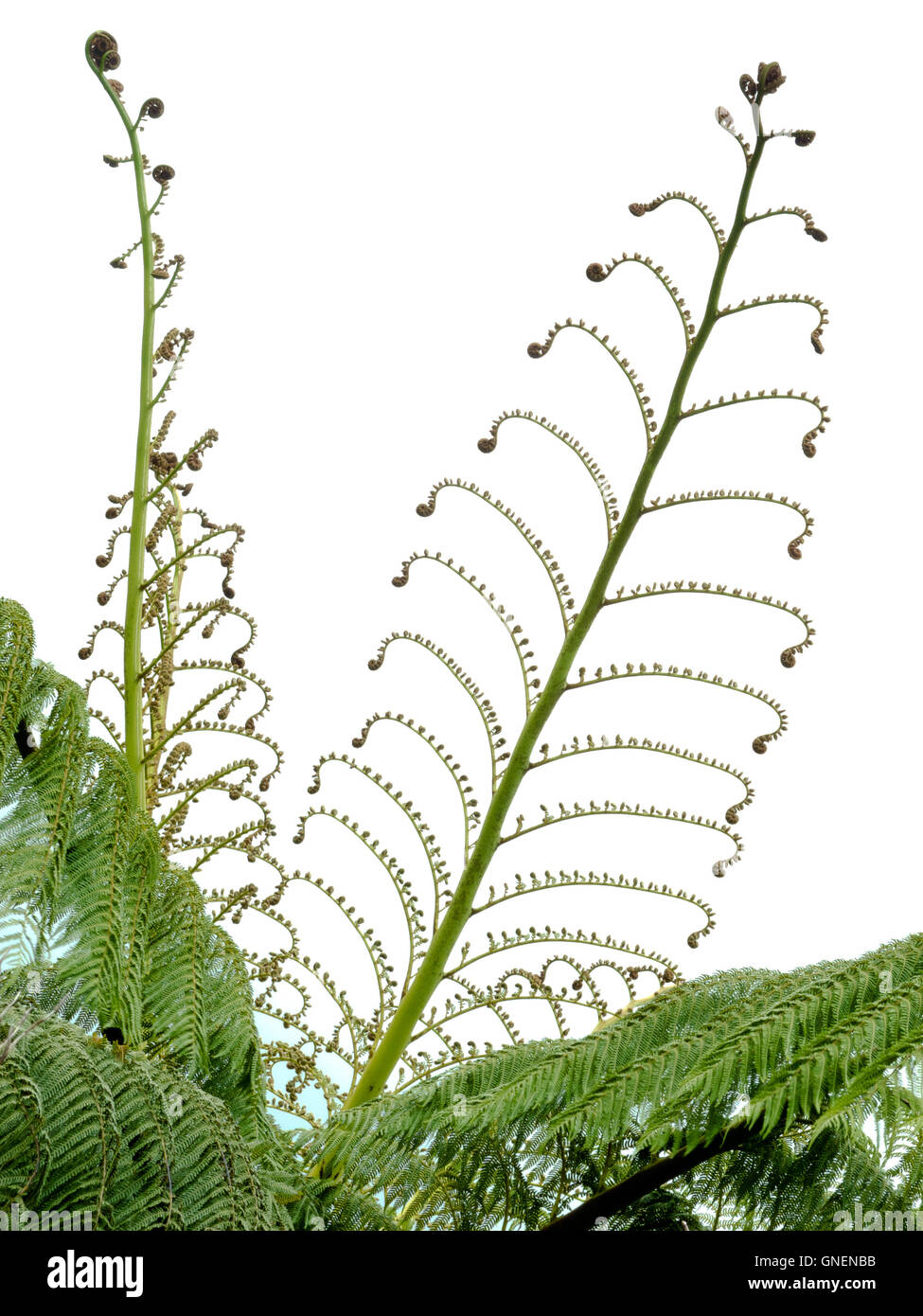 Young spring fronds of silver tree fern on white Stock Photo - Alamy