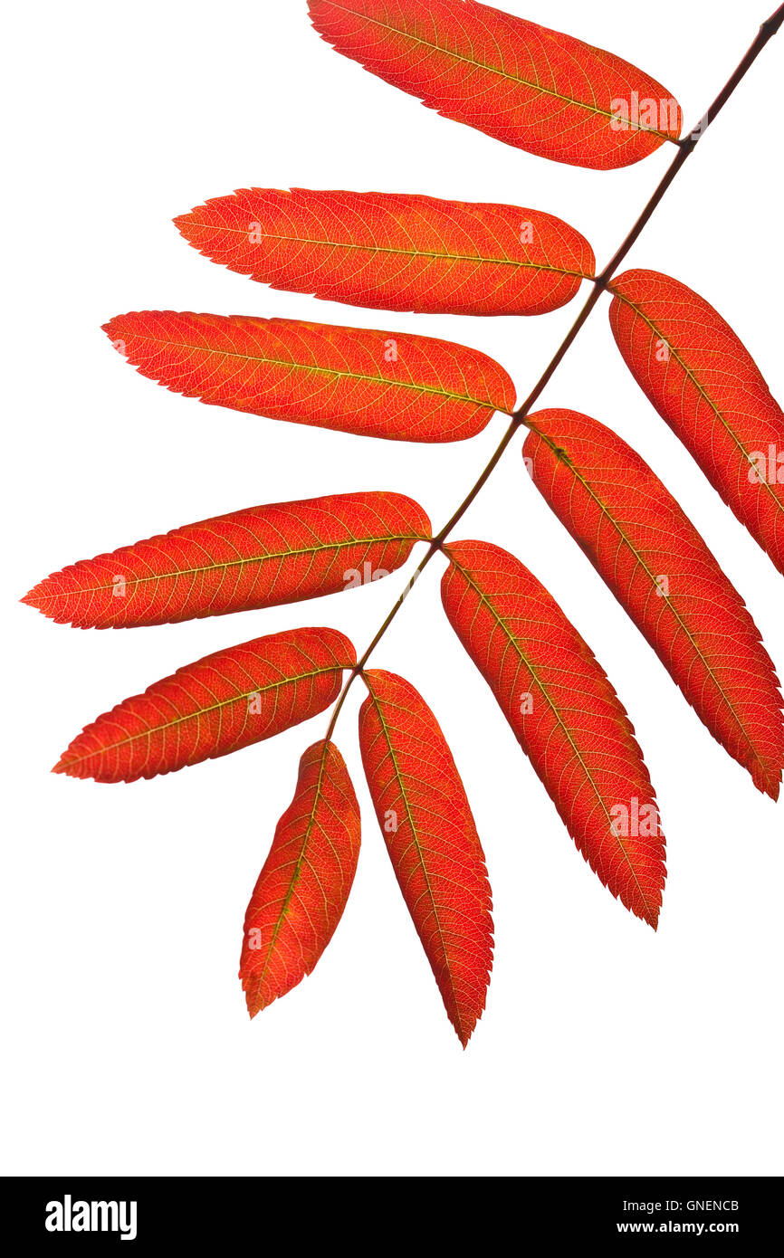 autumn red rowan leaves isolated Stock Photo - Alamy