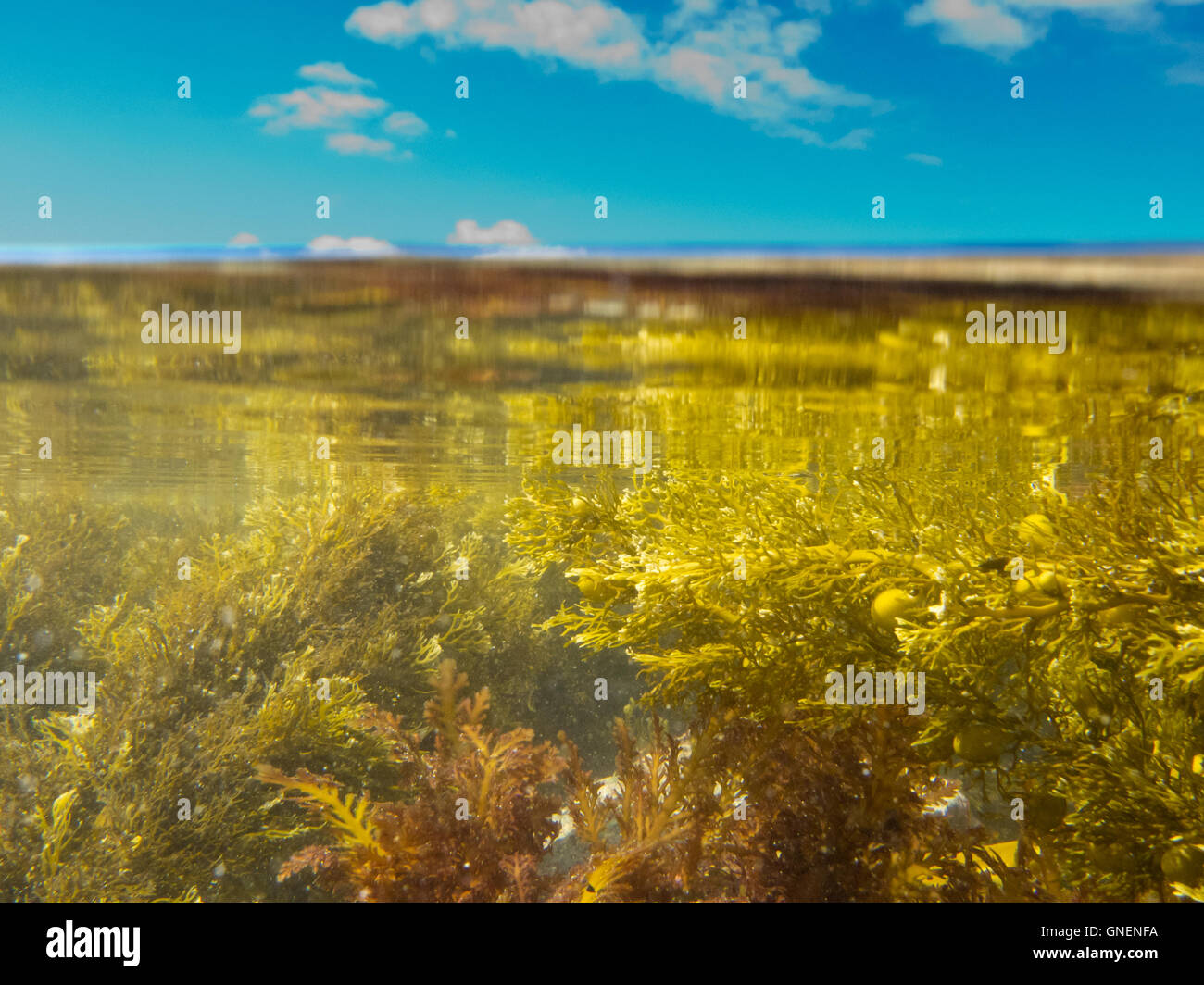 Half above water and half under water hi-res stock photography and ...