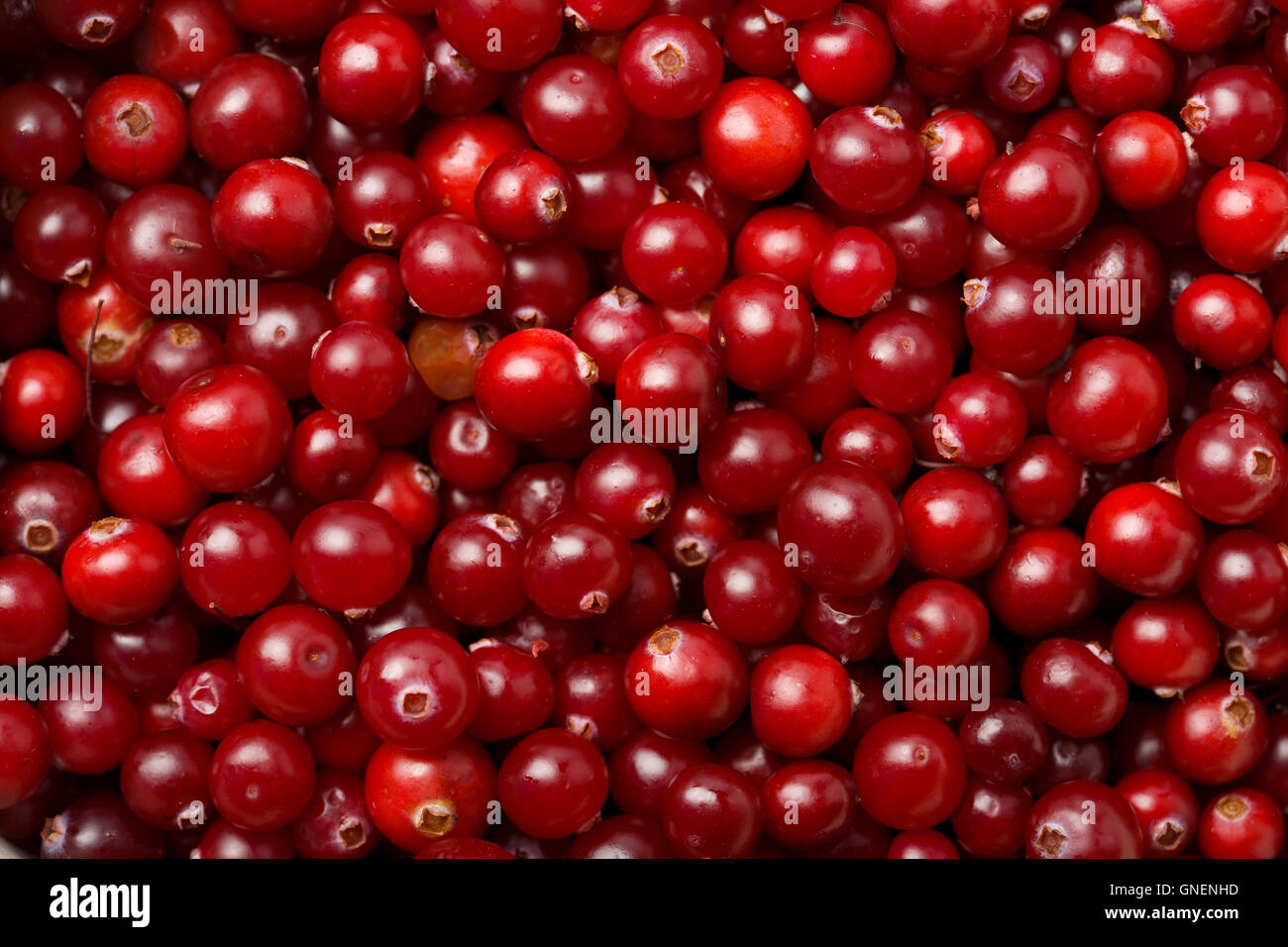 red cranberries background Stock Photo - Alamy