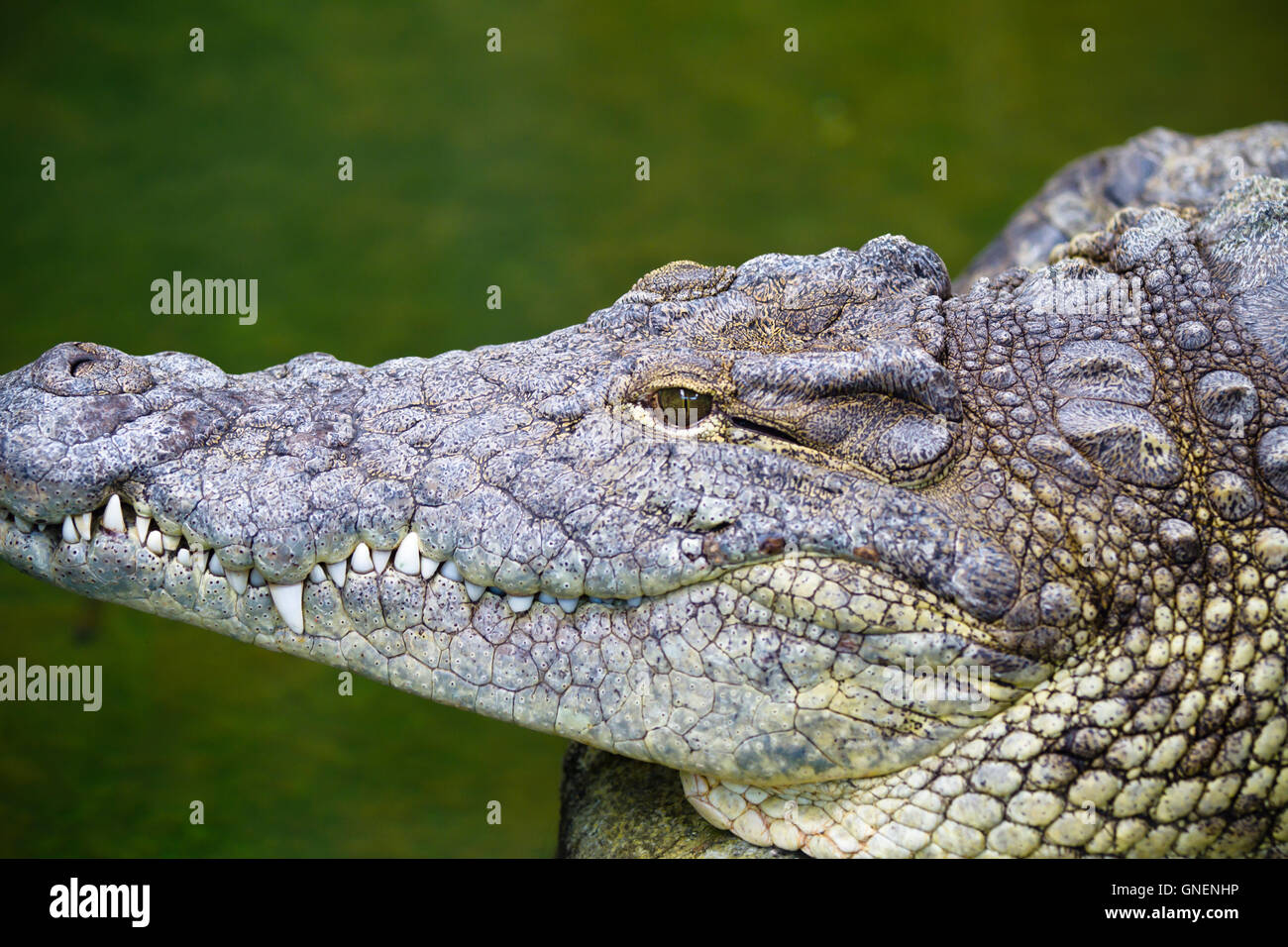 Alligator laying on the ground Stock Photo - Alamy