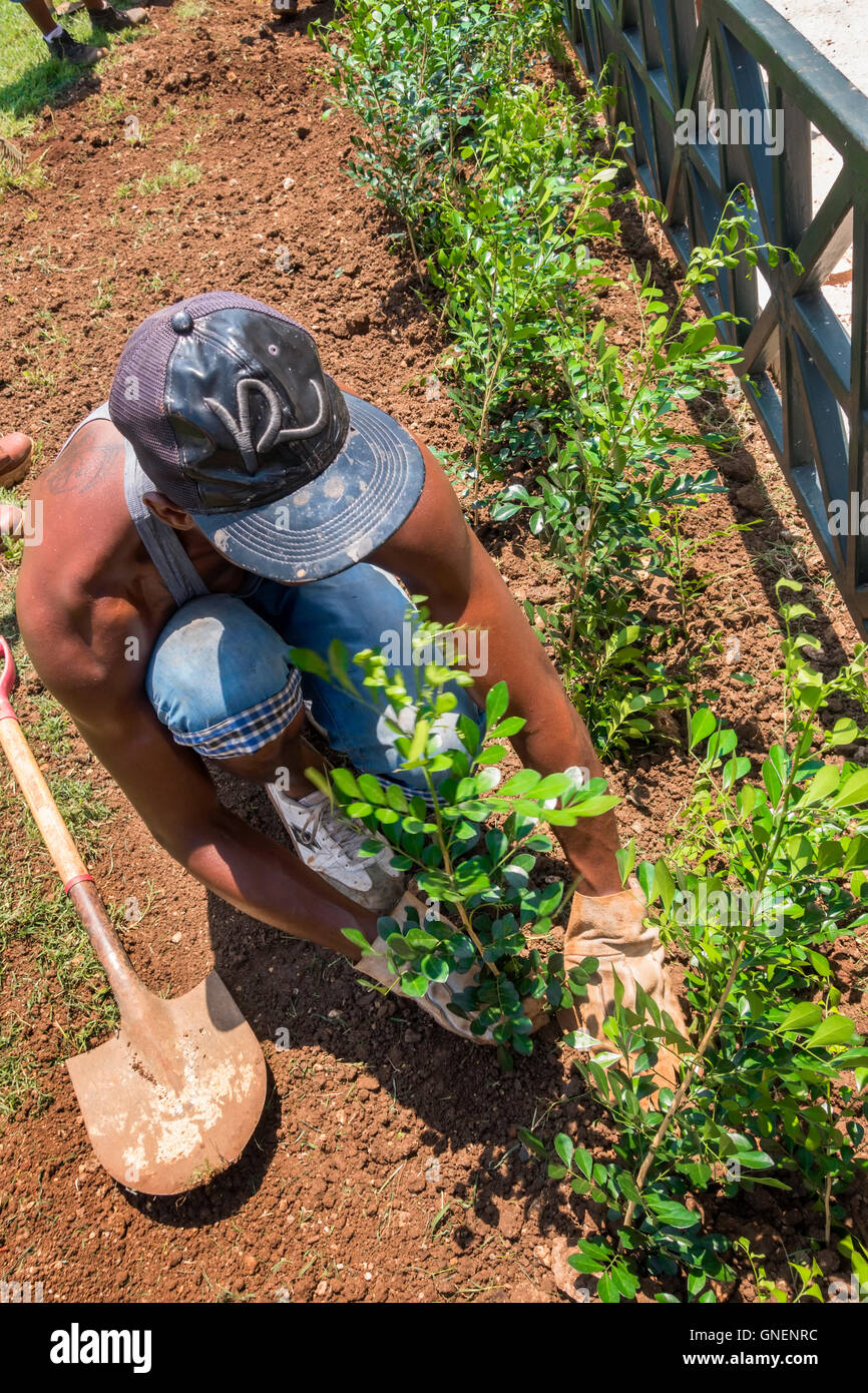 Worker planting hi-res stock photography and images - Alamy