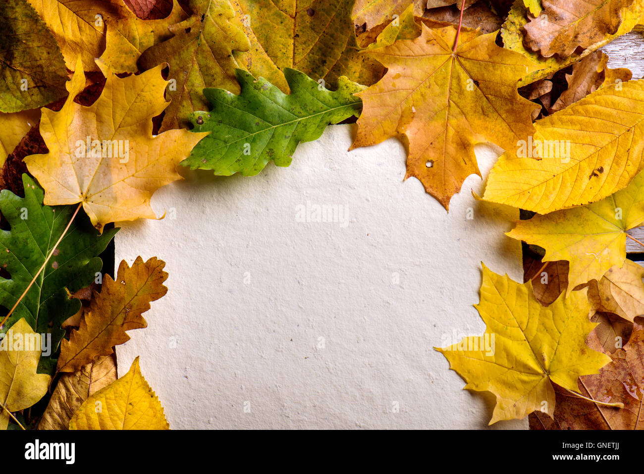 Autumn leaf composition, paper sheet. Studio shot Stock Photo - Alamy