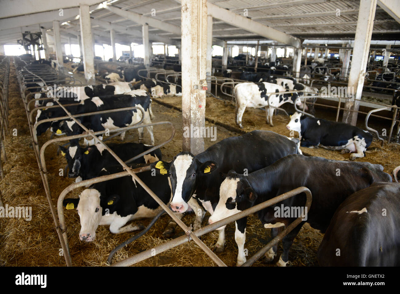 ROMANIA Transilvania, Voila, milk cow farm of CarmOlimp / RUMAENIEN ...