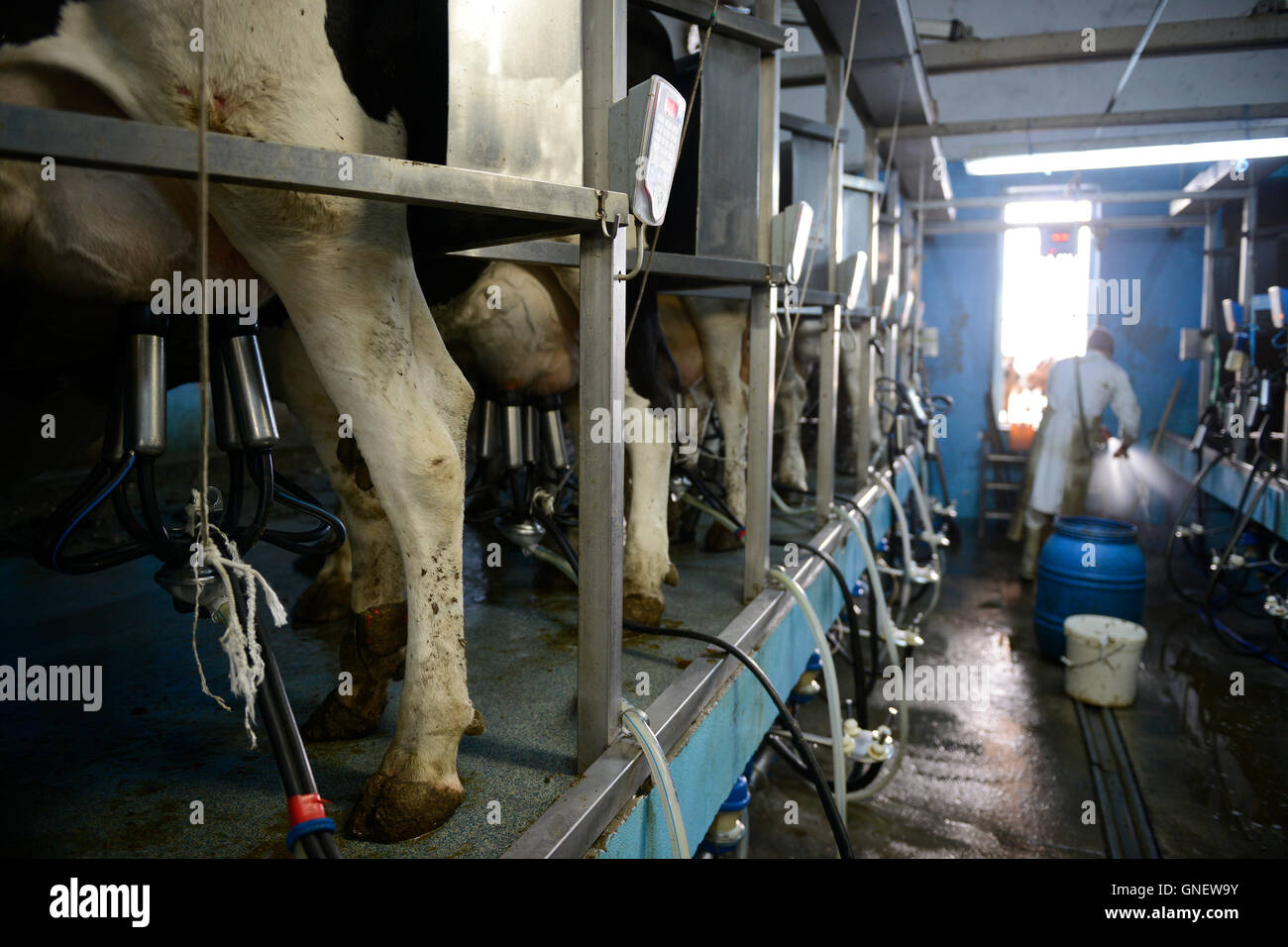 ROMANIA Transilvania, Voila, milk cow farm of CarmOlimp / RUMAENIEN ...