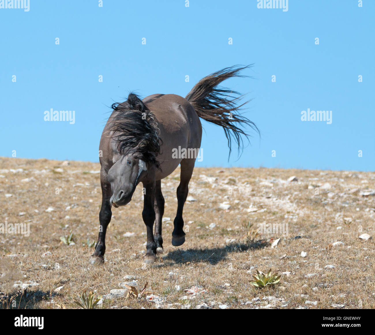 Aggressive Grulla colored Wild Horse Stallion in "snaking" posture on ...