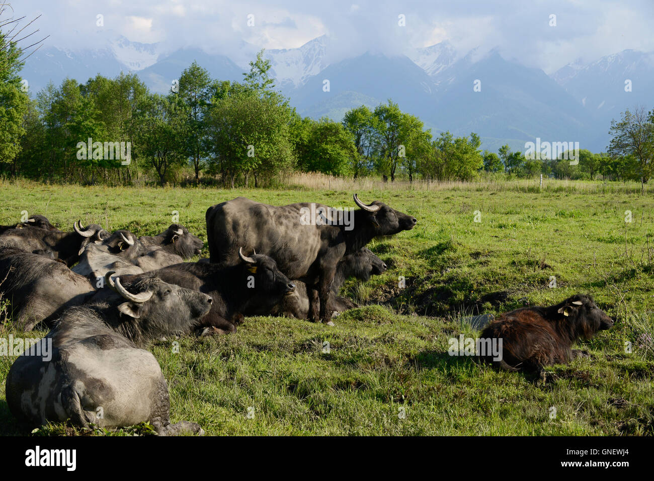 ROMANIA Transylvania, Arpasu de Sus, water buffaloes in front of ...
