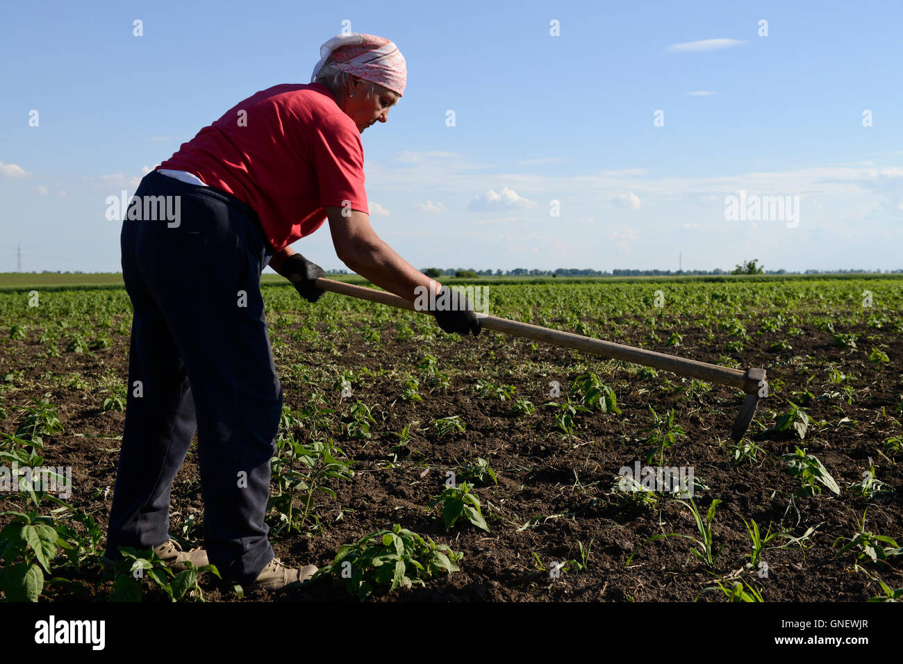 ROMANIA Banat, village Semlac, organic herbs farming, Topinambur Stock ...
