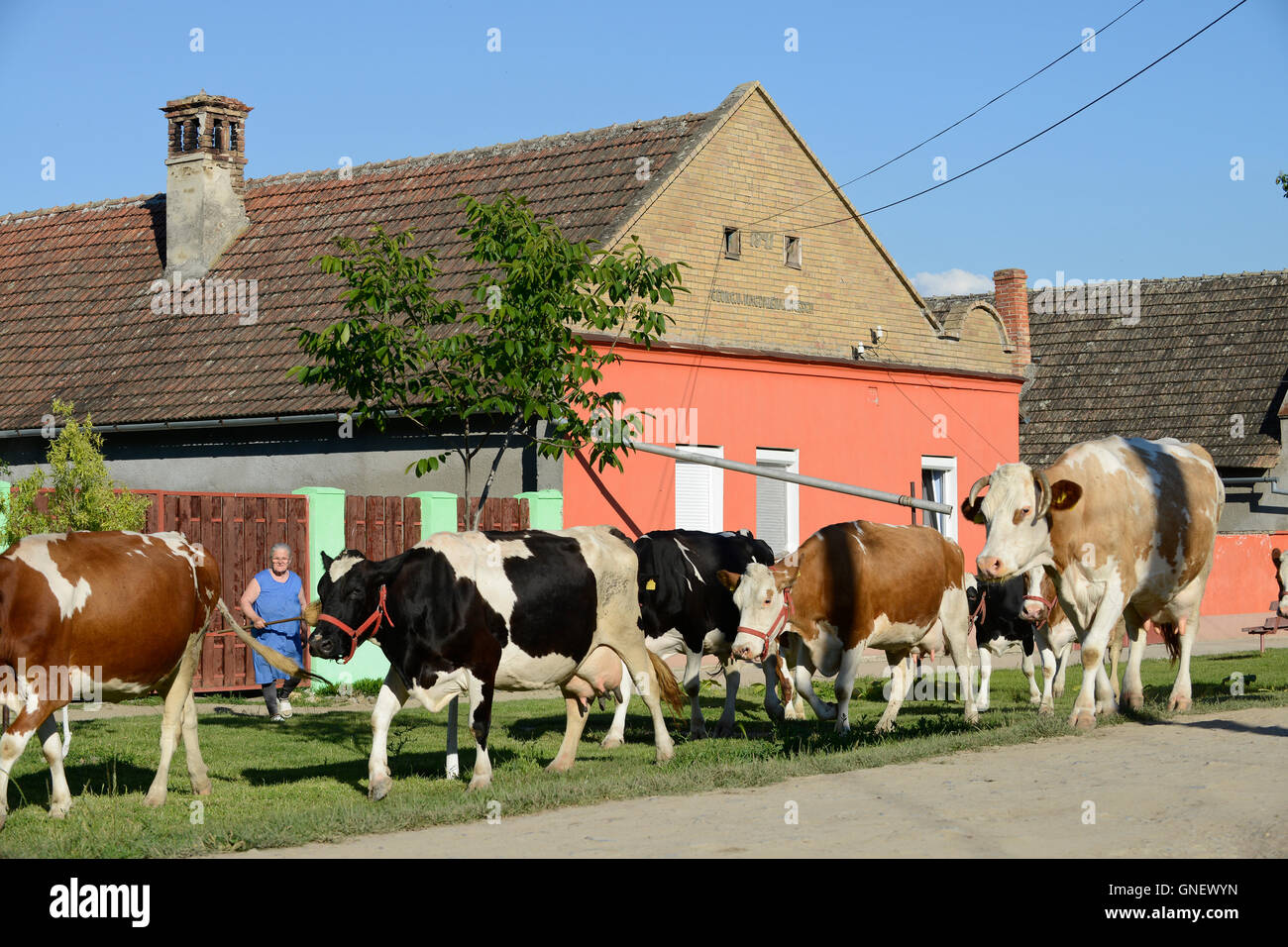 ROMANIA Banat, milk cows in village Semlac Stock Photo - Alamy