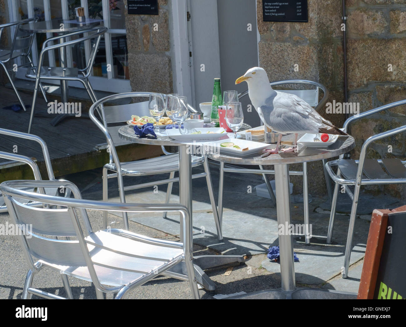 Seagull on a Cafe Table in St Ives cornwall Stock Photo - Alamy