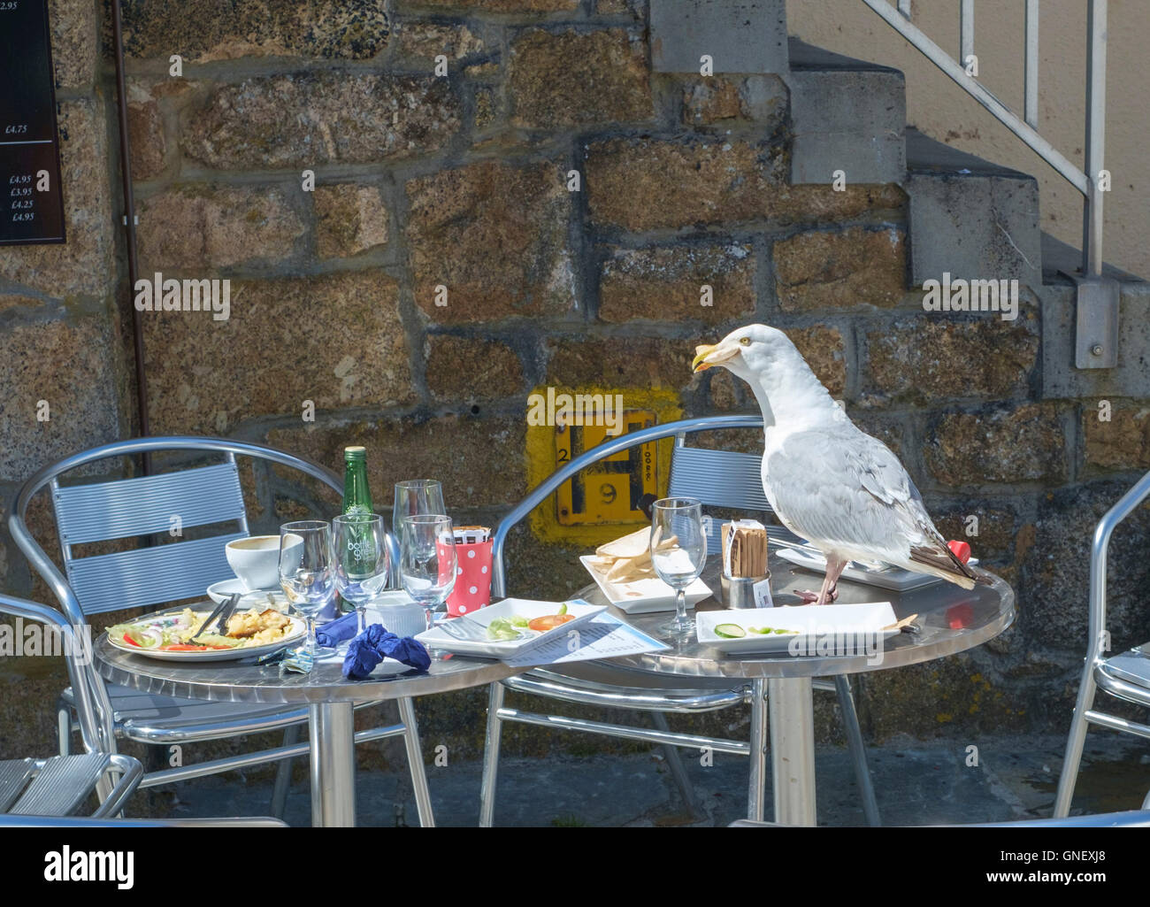 Seagull on a Cafe Table in St Ives cornwall Stock Photo - Alamy