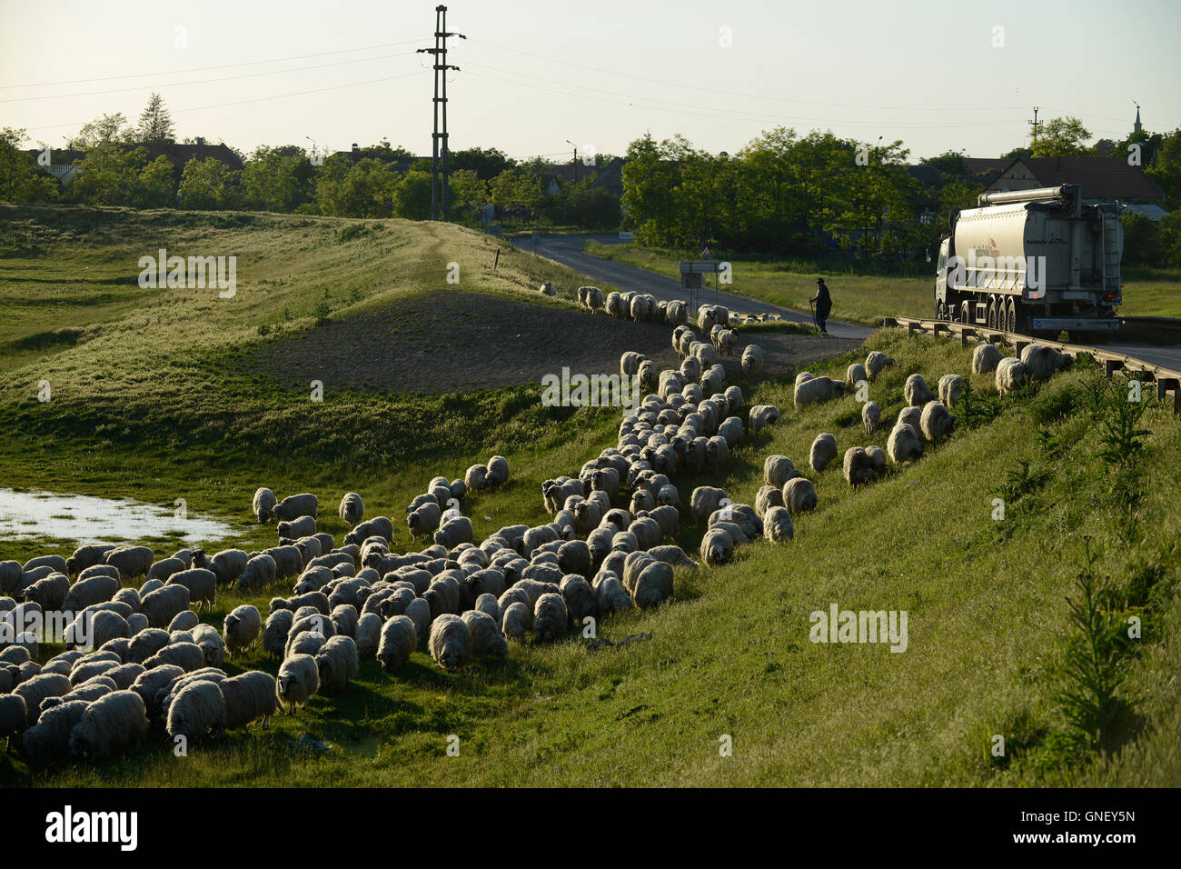 Balkan sheep hi-res stock photography and images - Alamy