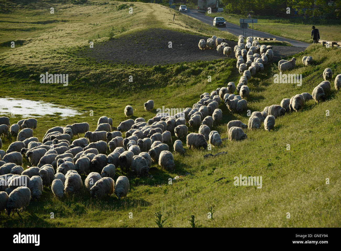 Balkan sheep hi-res stock photography and images - Alamy