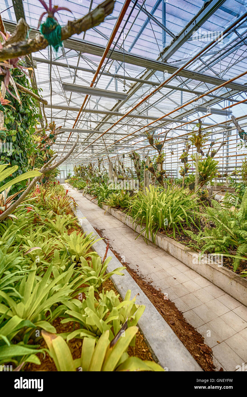 Many green plants hi-res stock photography and images - Alamy