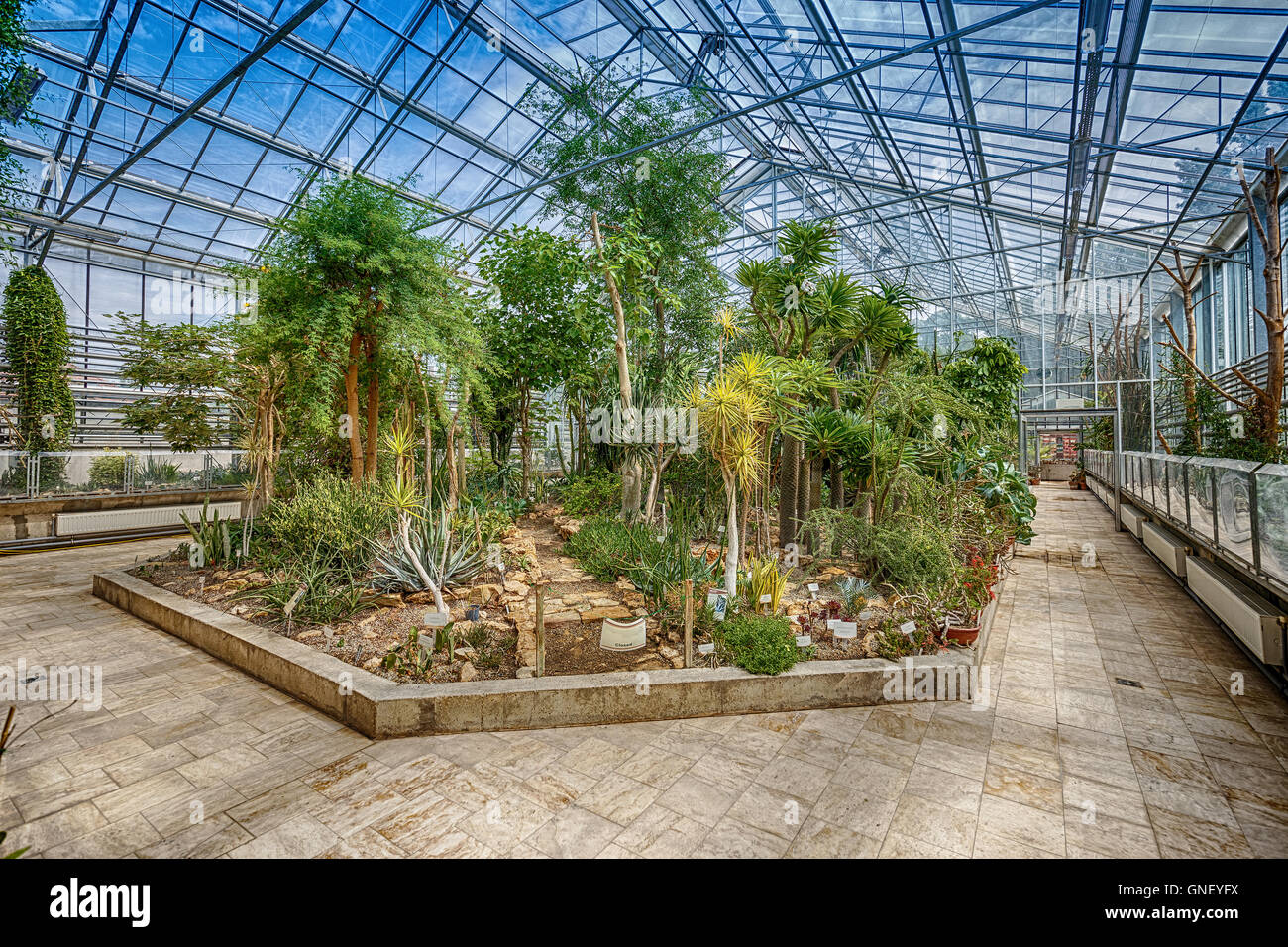 Palm trees in glasshouse, botanical garden Stock Photo - Alamy