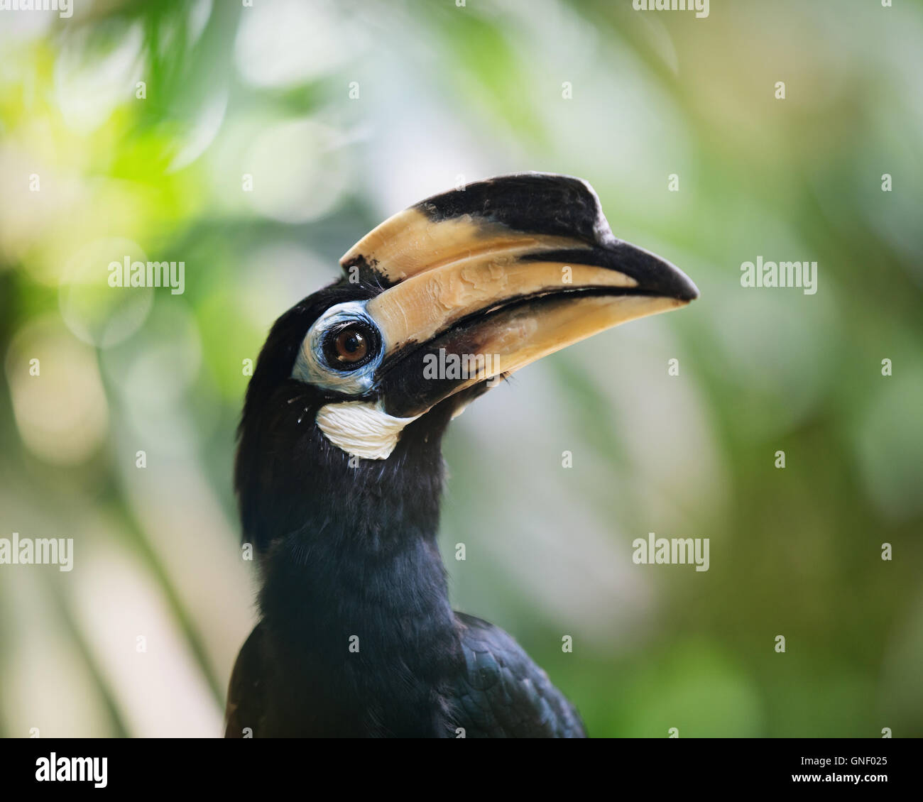 Wild birds in nature Stock Photo - Alamy