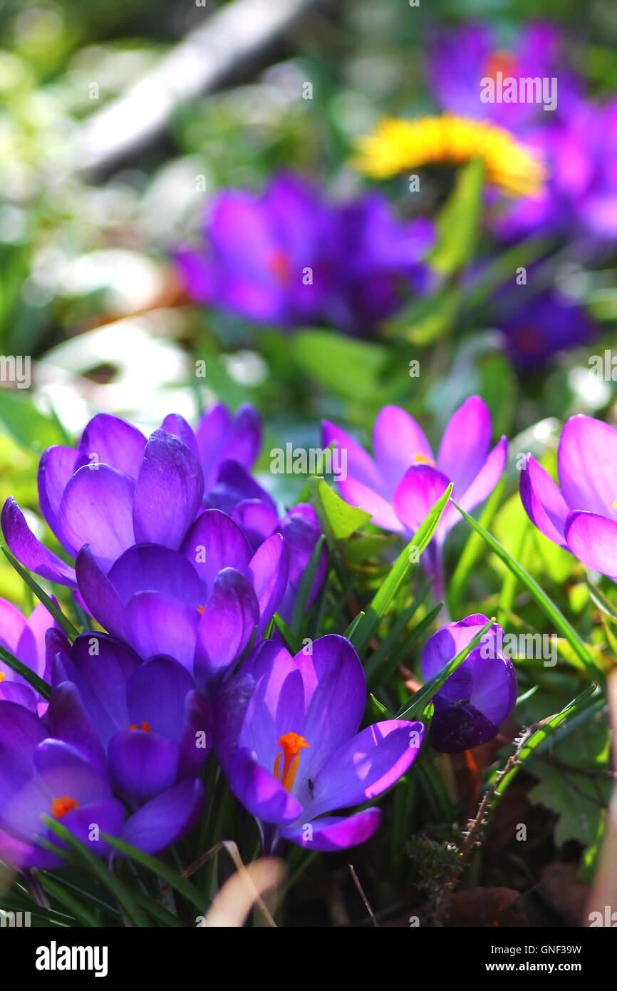 Vibrant purple crocus flowers hi-res stock photography and images - Alamy
