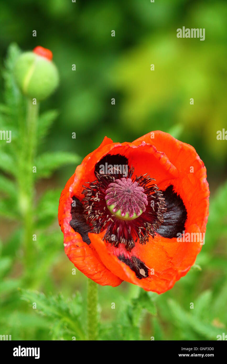 Great poppy flower Stock Photo - Alamy
