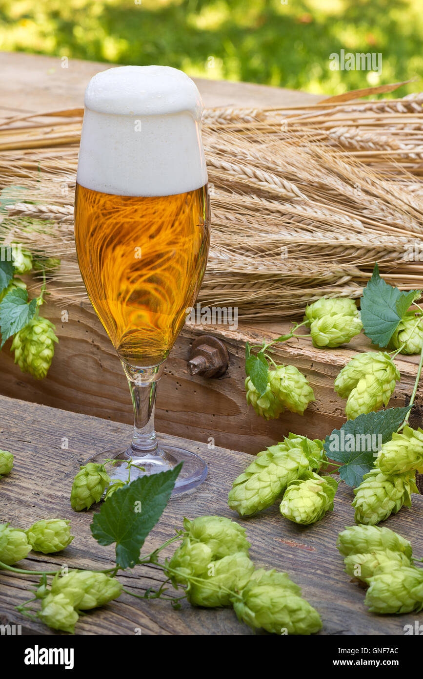 glass of beer with hops and raw material for beer production Stock ...