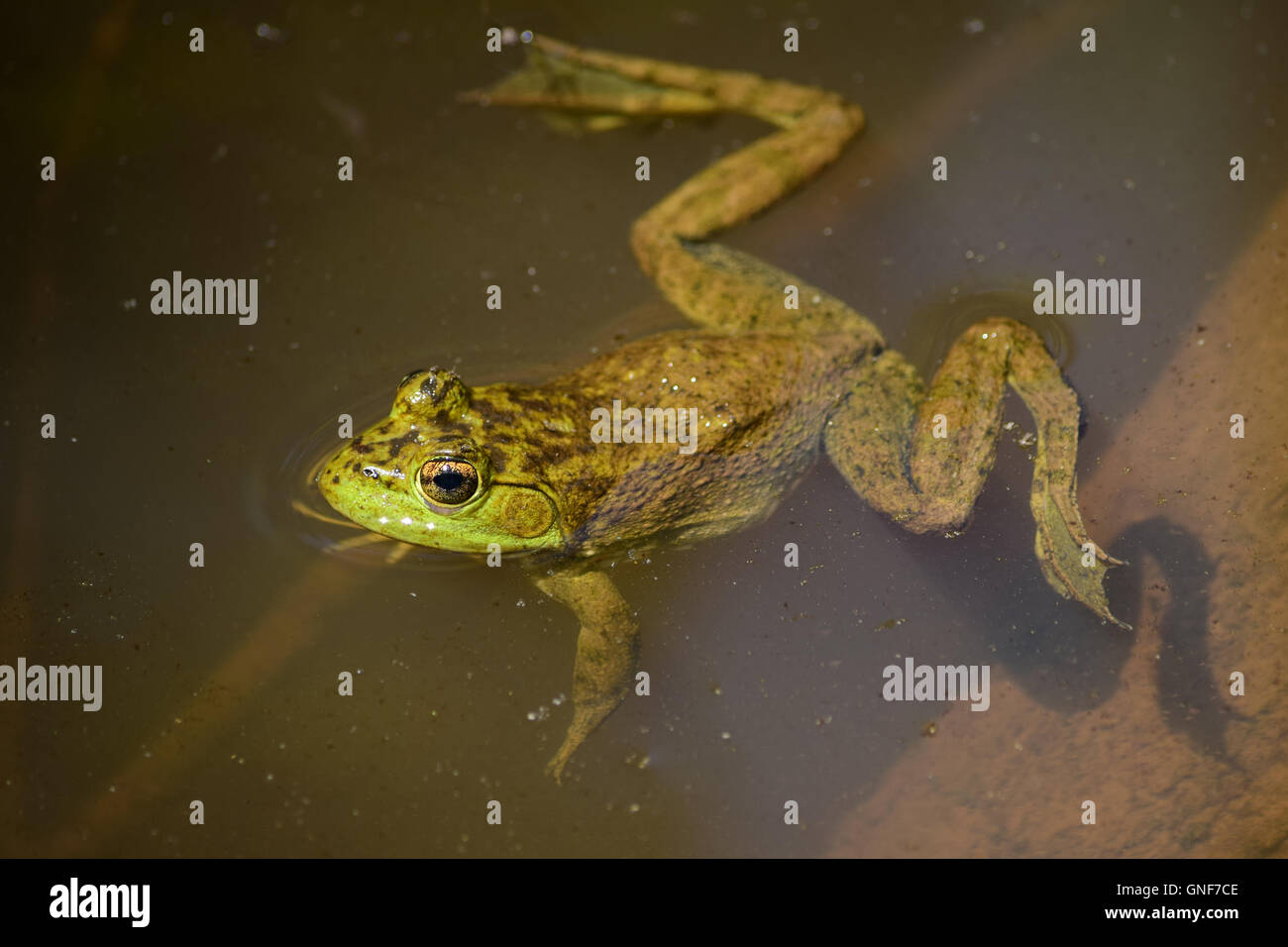 Frog eyes above water hi-res stock photography and images - Alamy