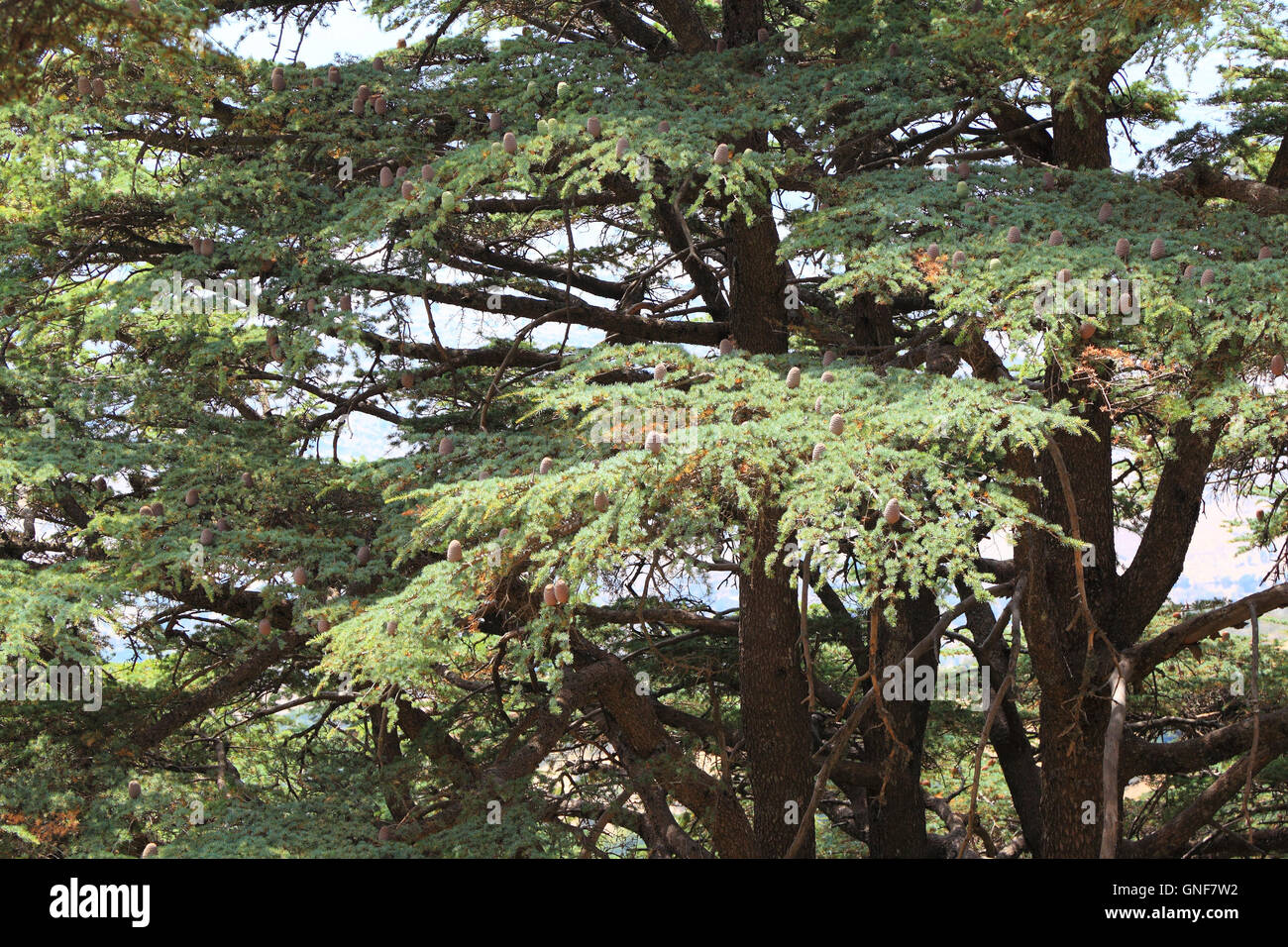 Lebanon Cedar Trees at Jessica Fly blog