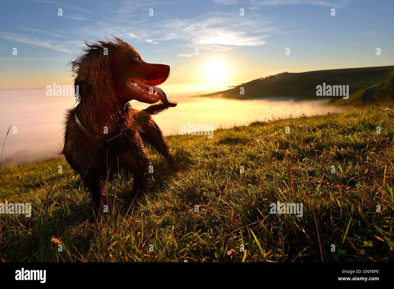 Working cocker spaniel hi-res stock photography and images - Alamy