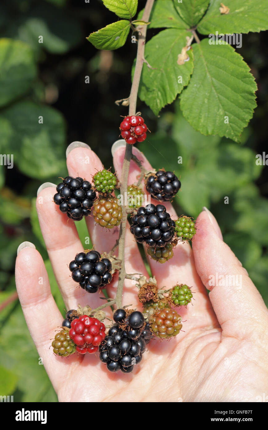 Epsom, Surrey, UK. 30th August 2016. Picking wild blackberries in Epsom ...