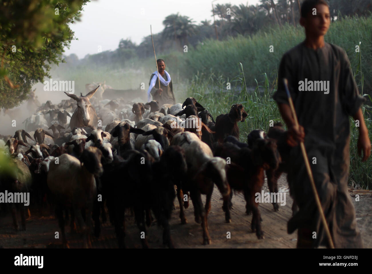 Giza, Giza. 30th Aug, 2016. Egyptian shepherds guard a herd of sheep ...
