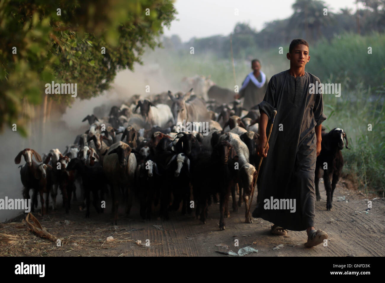 Giza, Giza. 30th Aug, 2016. Egyptian shepherds guard a herd of sheep ...