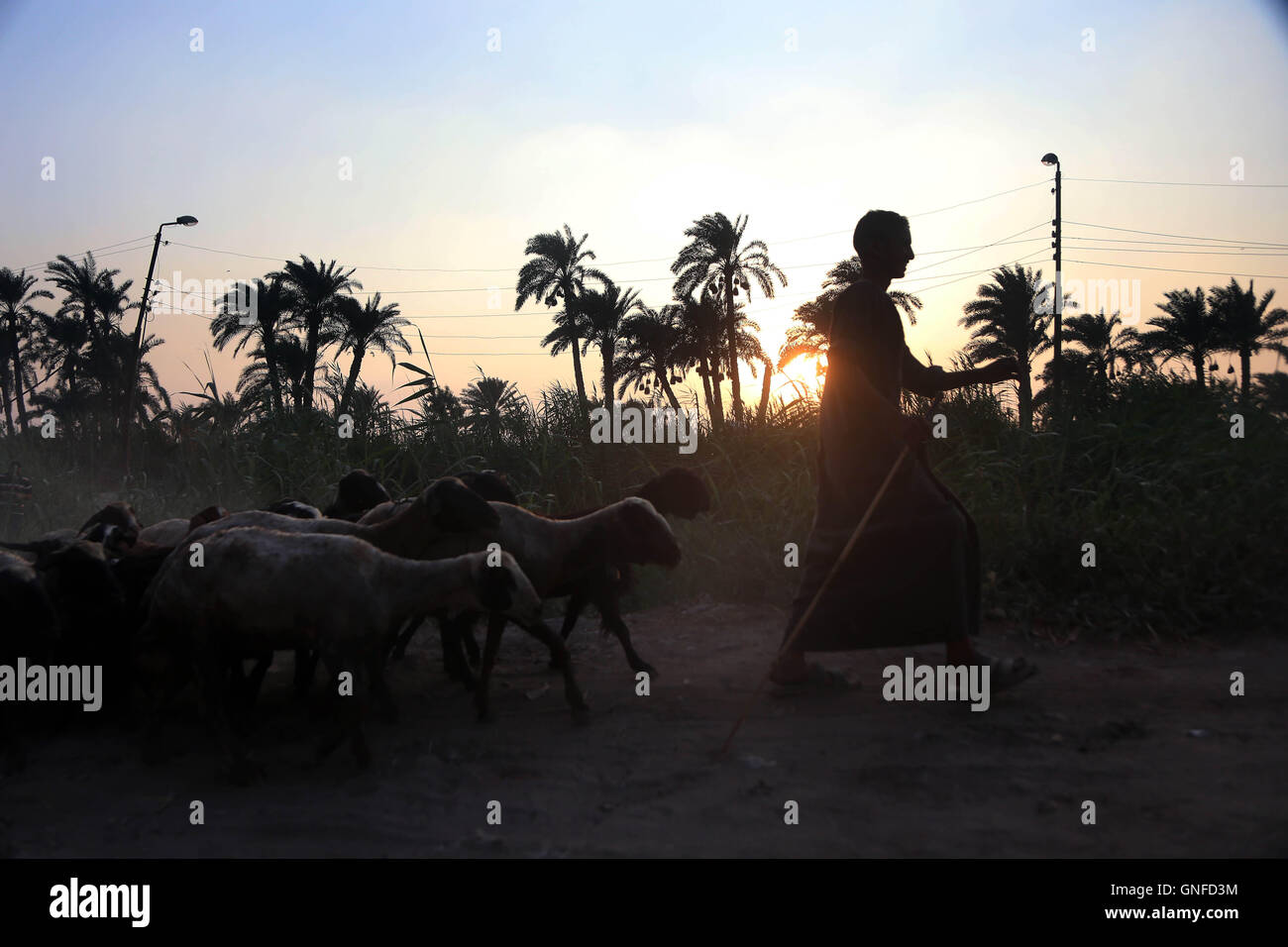Giza, Giza. 30th Aug, 2016. An Egyptian shepherd guards a herd of sheep ...