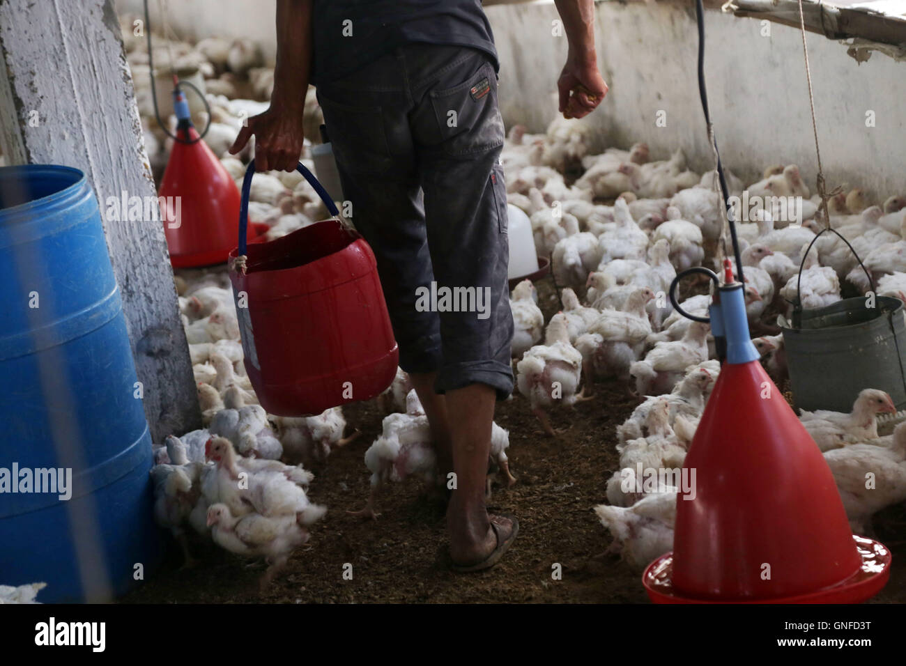 Giza, Giza. 30th Aug, 2016. A worker carries a feeding trough at a ...