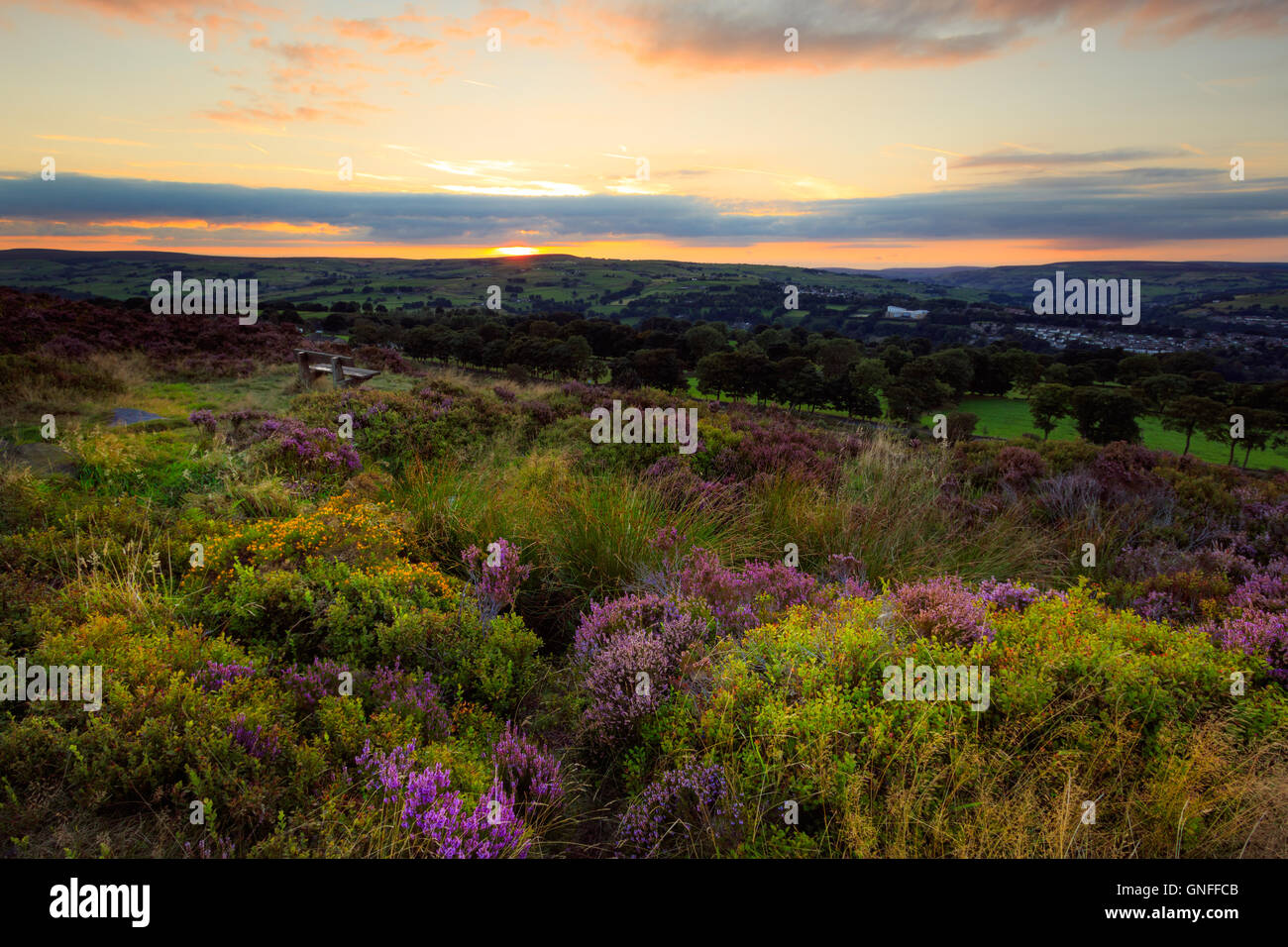 Calderdale, West Yorkshire, UK. 30th Aug, 2016. Heather in bloom at ...