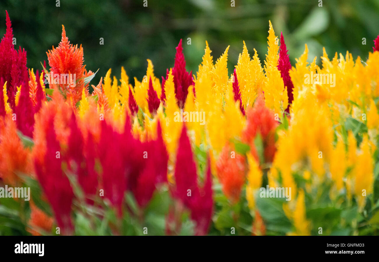 Valdecilla, Spain. 31th August, 2016. Flowers of 'Celosia Argentea' at ...