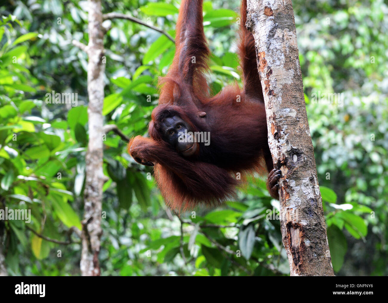 An Orangutan on a tree in Semenggoh Nature reserve Stock Photo - Alamy