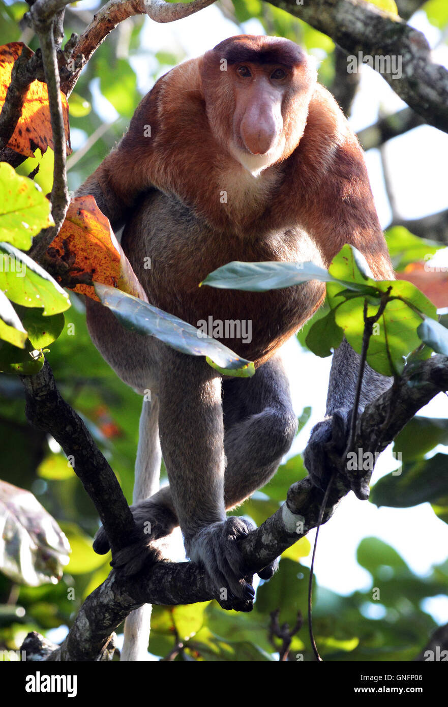 Borneo endemic monkeys hi-res stock photography and images - Alamy