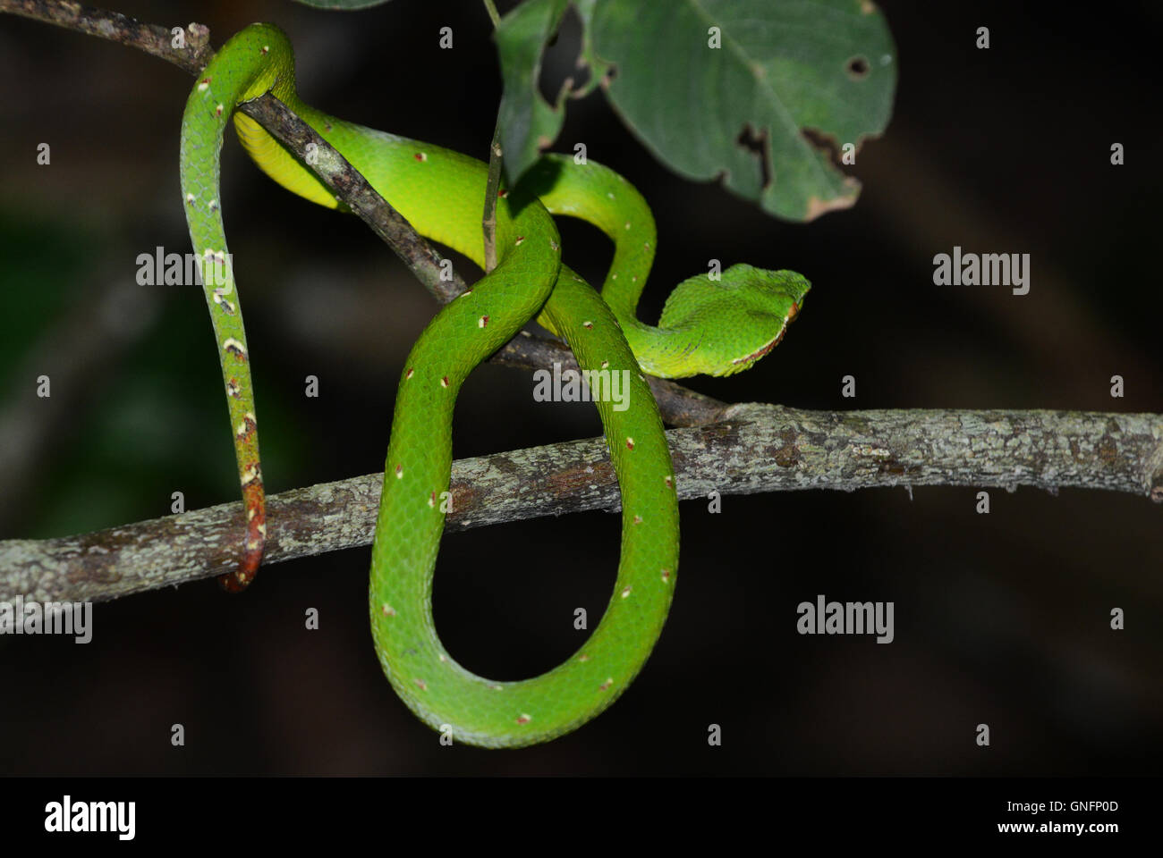 Waglers pit viper hi-res stock photography and images - Alamy