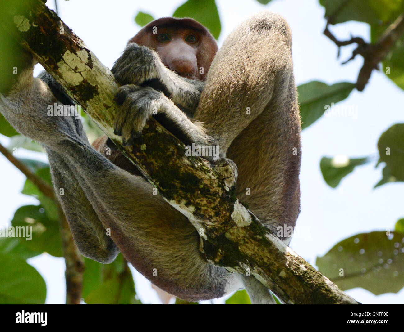 Proboscis monkeys bako hi-res stock photography and images - Alamy