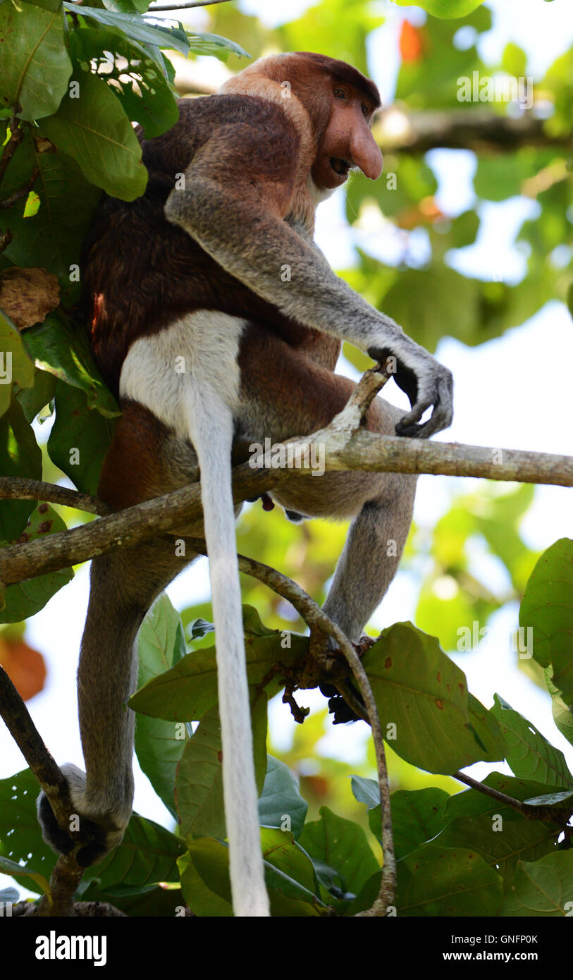 Proboscis monkeys bako hi-res stock photography and images - Alamy