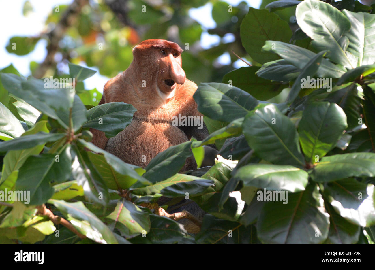 Proboscis monkeys bako hi-res stock photography and images - Alamy