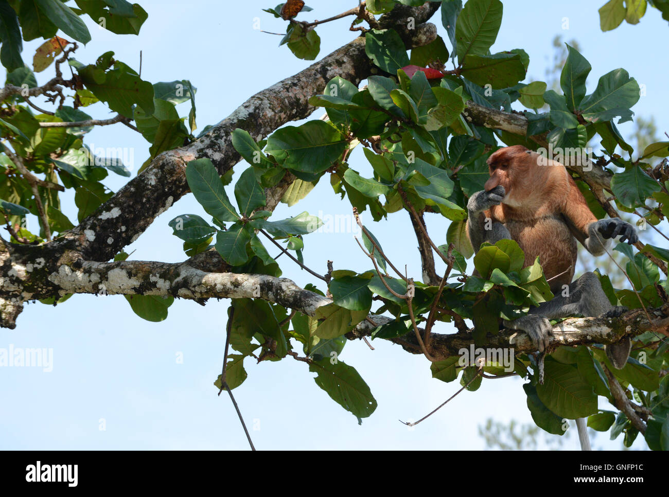 A closeup shot of a male Proboscis monkey taken in Borneo Stock Photo ...