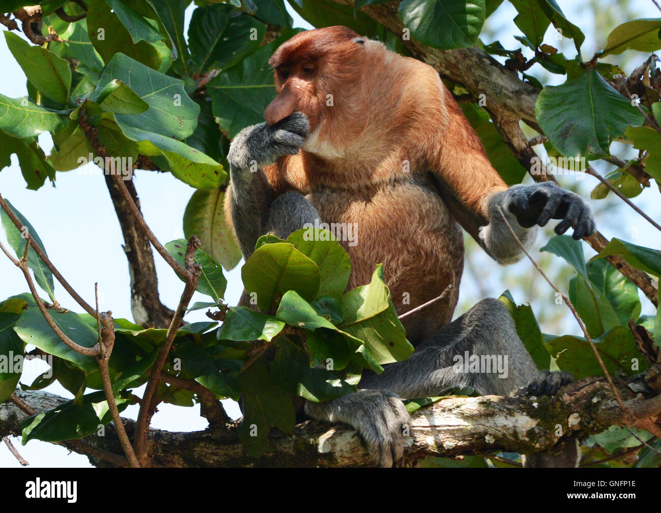 Proboscis monkeys bako hi-res stock photography and images - Alamy
