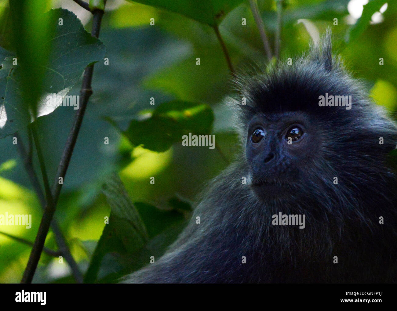 A Silvery Lutung (Trachypithecus cristatus) monkey, also known as ...