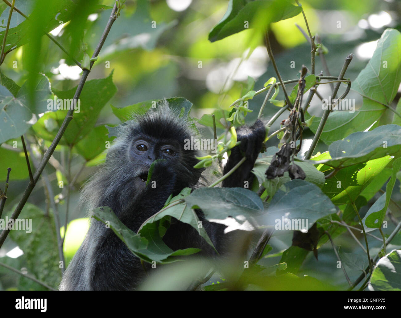 Silvered leaf monkeys trachypithecus cristatus hi-res stock photography ...