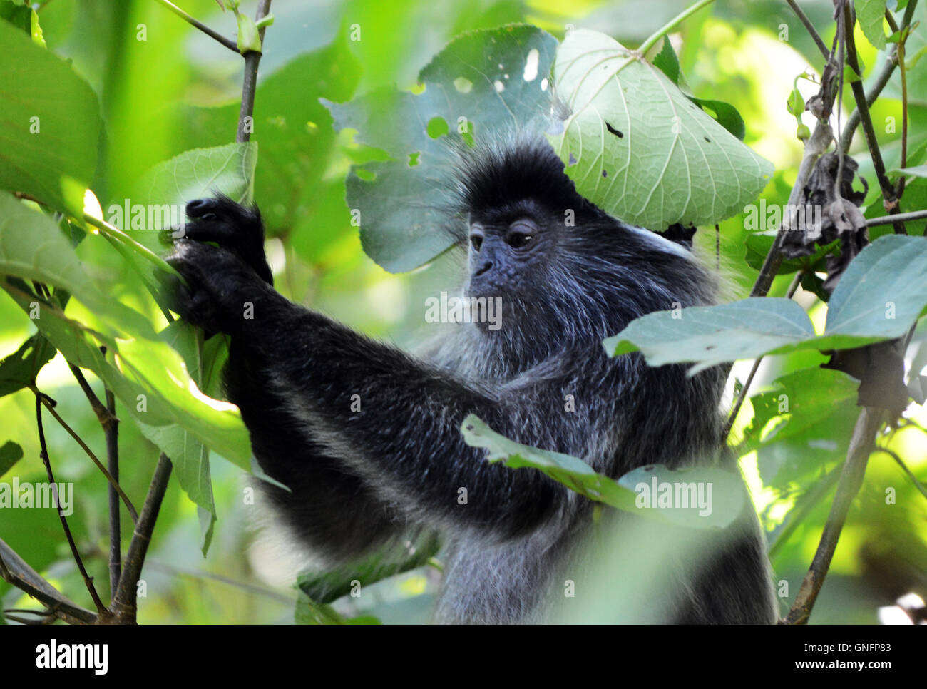 A Silvery Lutung (Trachypithecus cristatus) monkey, also known as ...
