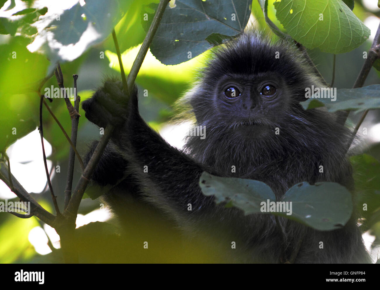 A Silvery Lutung (Trachypithecus cristatus) monkey, also known as ...