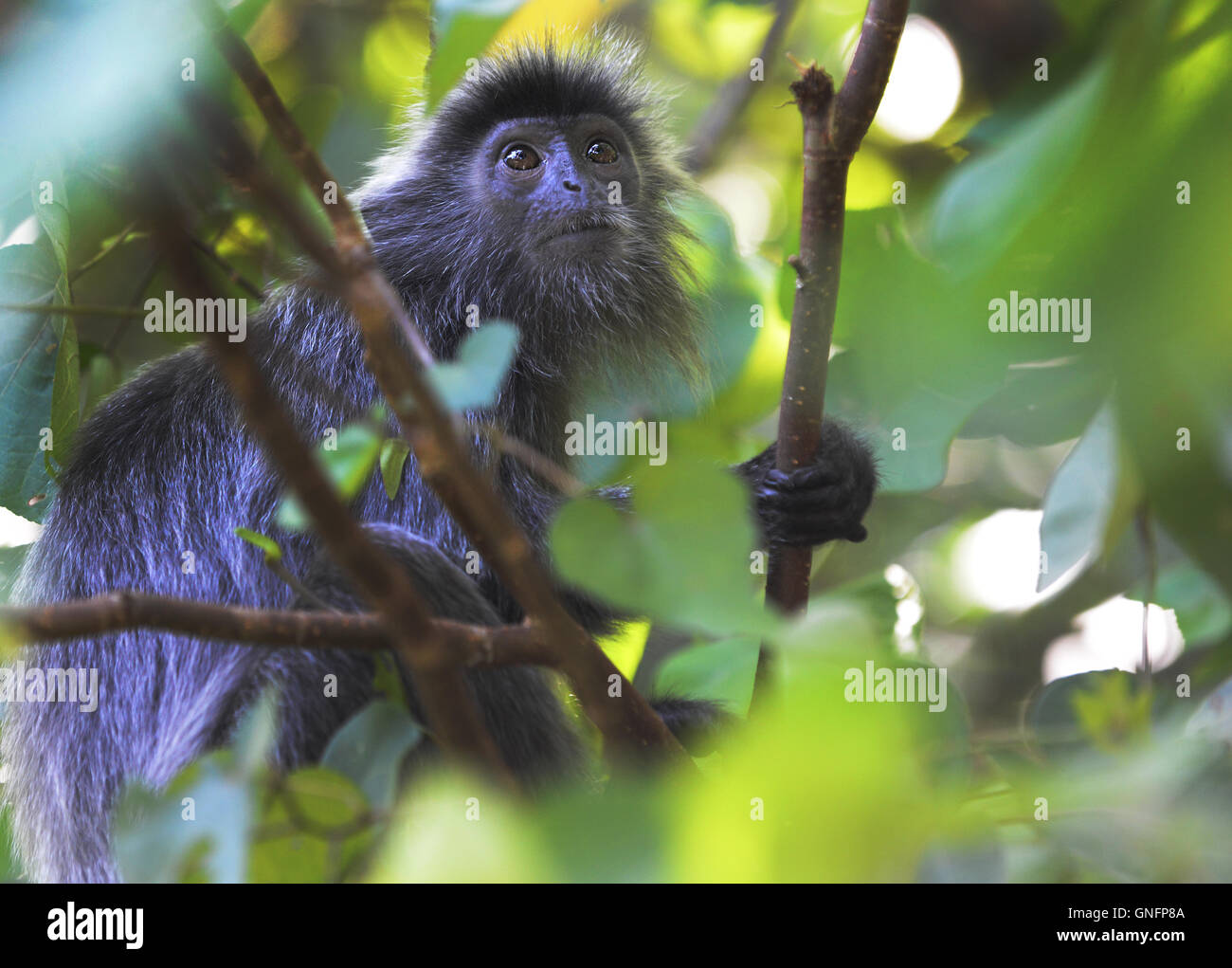 A Silvery Lutung (Trachypithecus cristatus) monkey, also known as ...